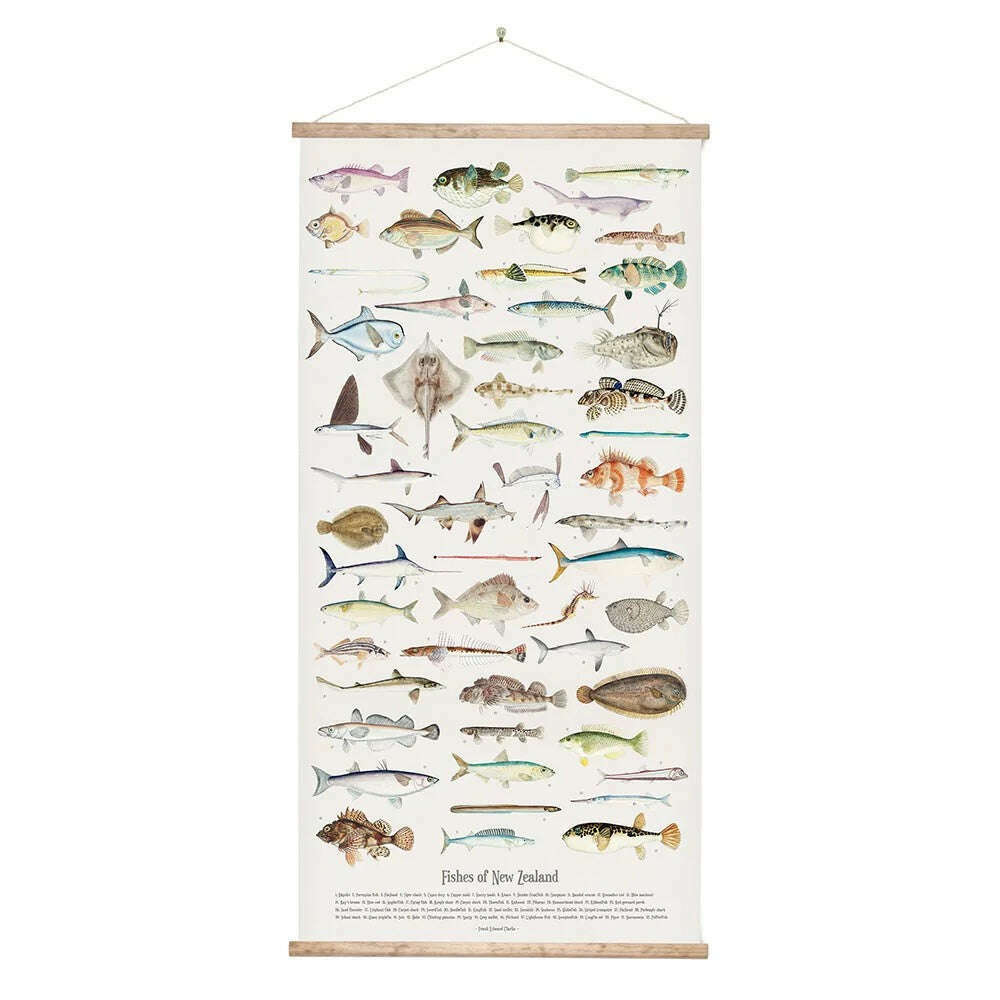 Fishes of New Zealand Wall Chart - Vintage Art Print – Mooch